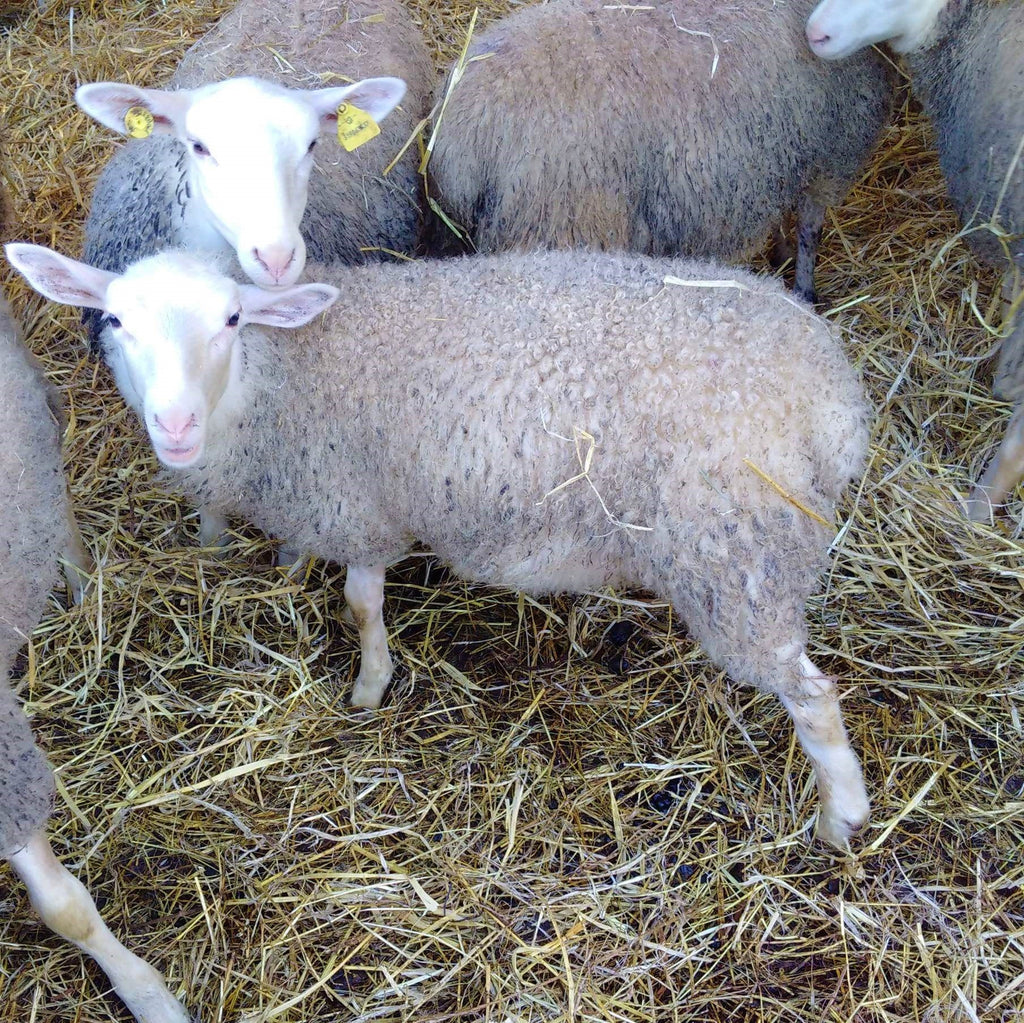 Vicki and Harry Elsinga – Fleece & Harmony PEI