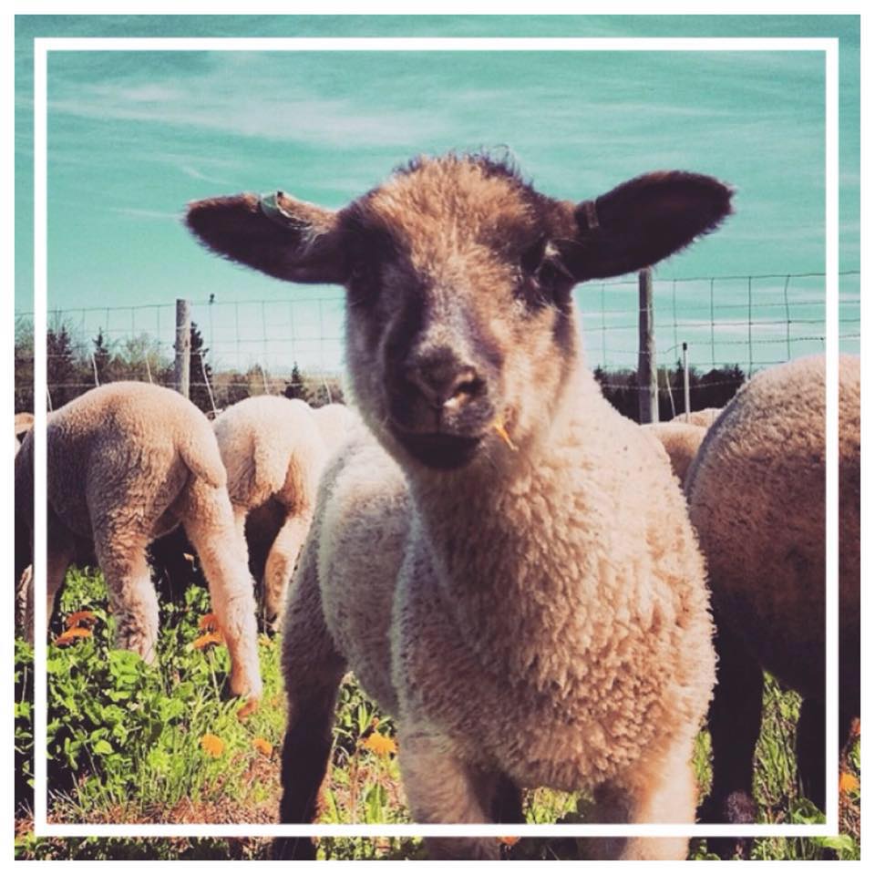 What Is Lambing? – Fleece & Harmony PEI